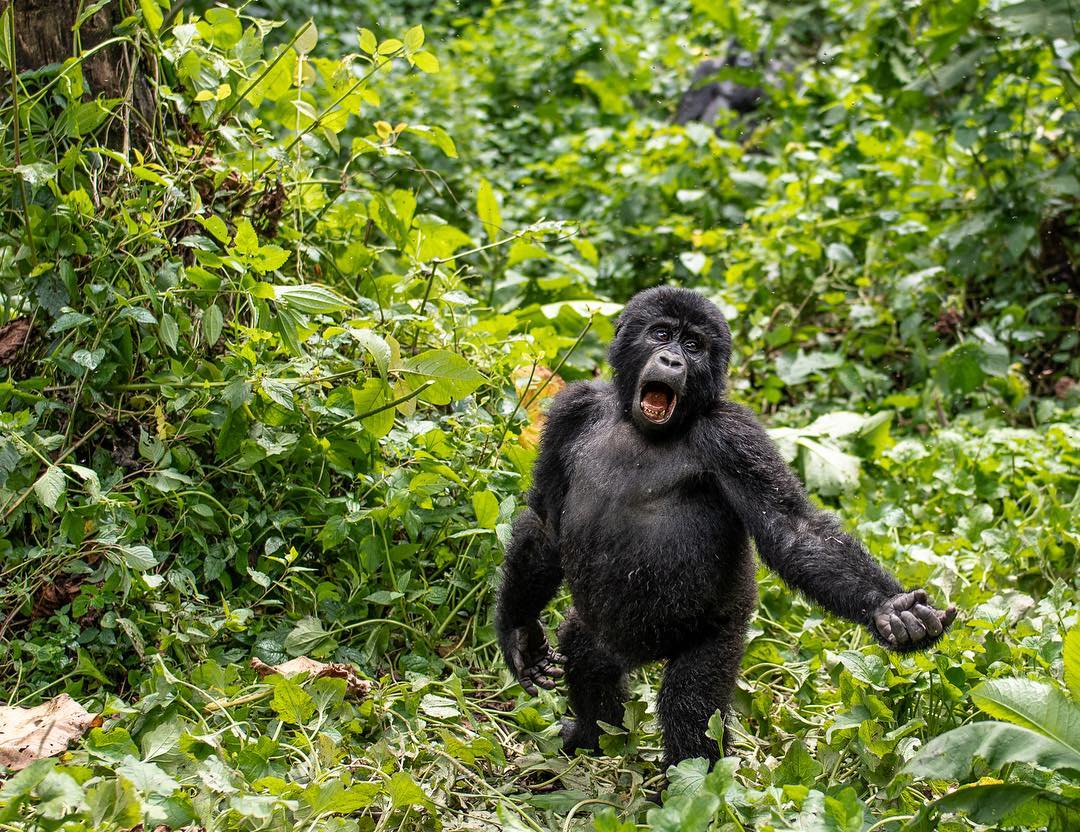 A Luxury 3 Day Fly-in Gorilla Habituation Experience
