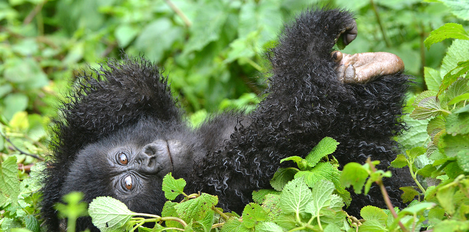 Gorilla Doctors Veterinary For Mountain & Lowland Gorillas