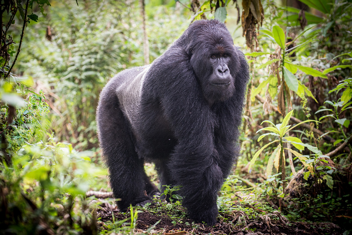 Eastern Gorilla. Facts. Habitat. Diet. Lifespan. Population