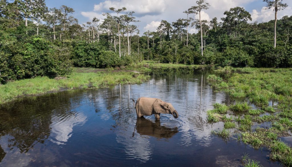 9-Day Congo Brazzaville Tour | Gorillas in Odzala-Kokoua
